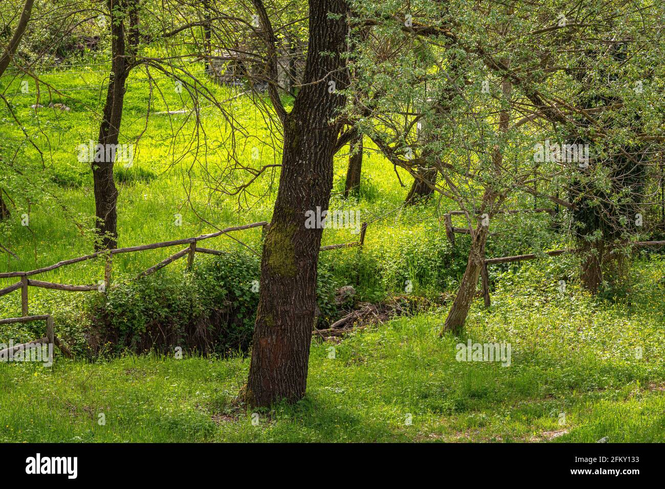 Woods and green meadows in spring in the Cavuto springs nature reserve ...