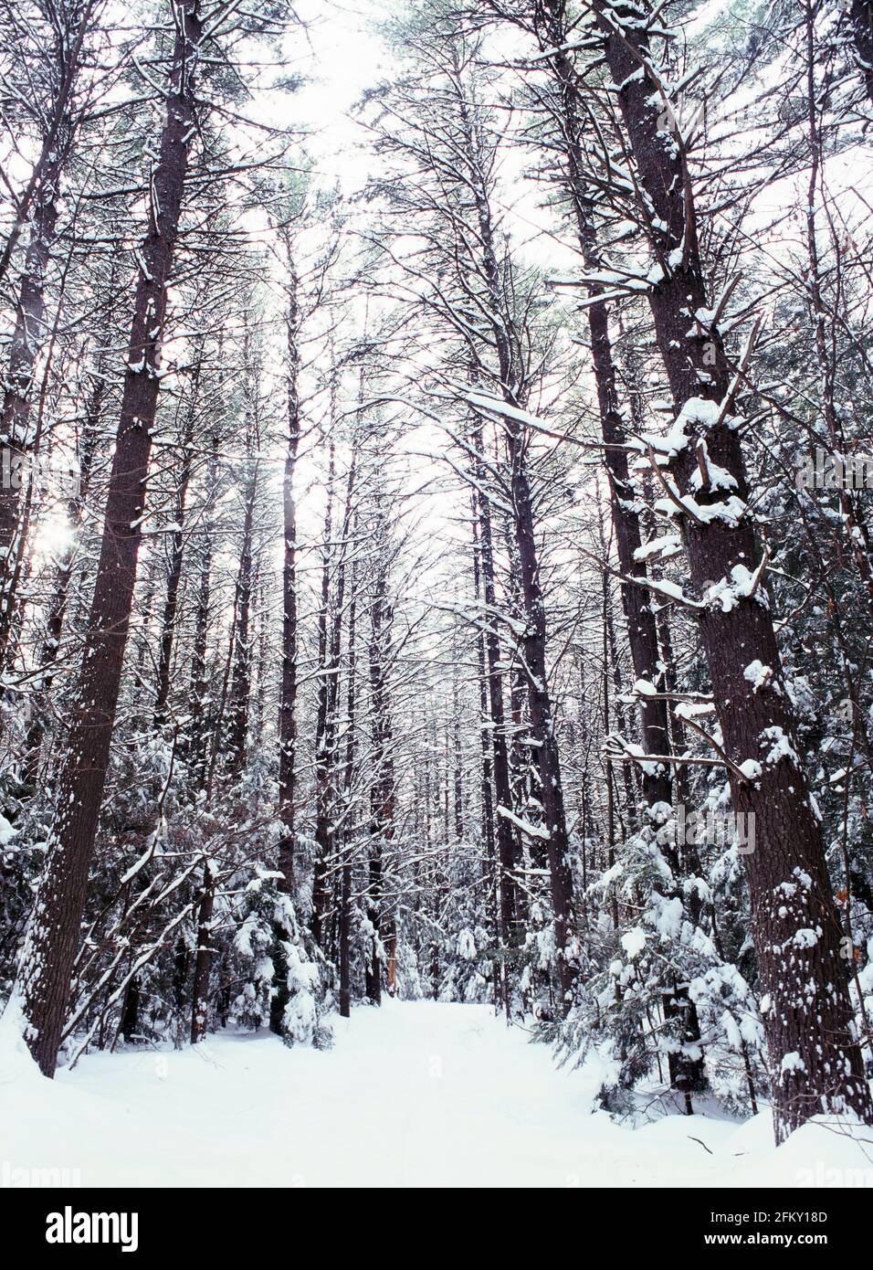 White Mountain forest in winter Stock Photo - Alamy