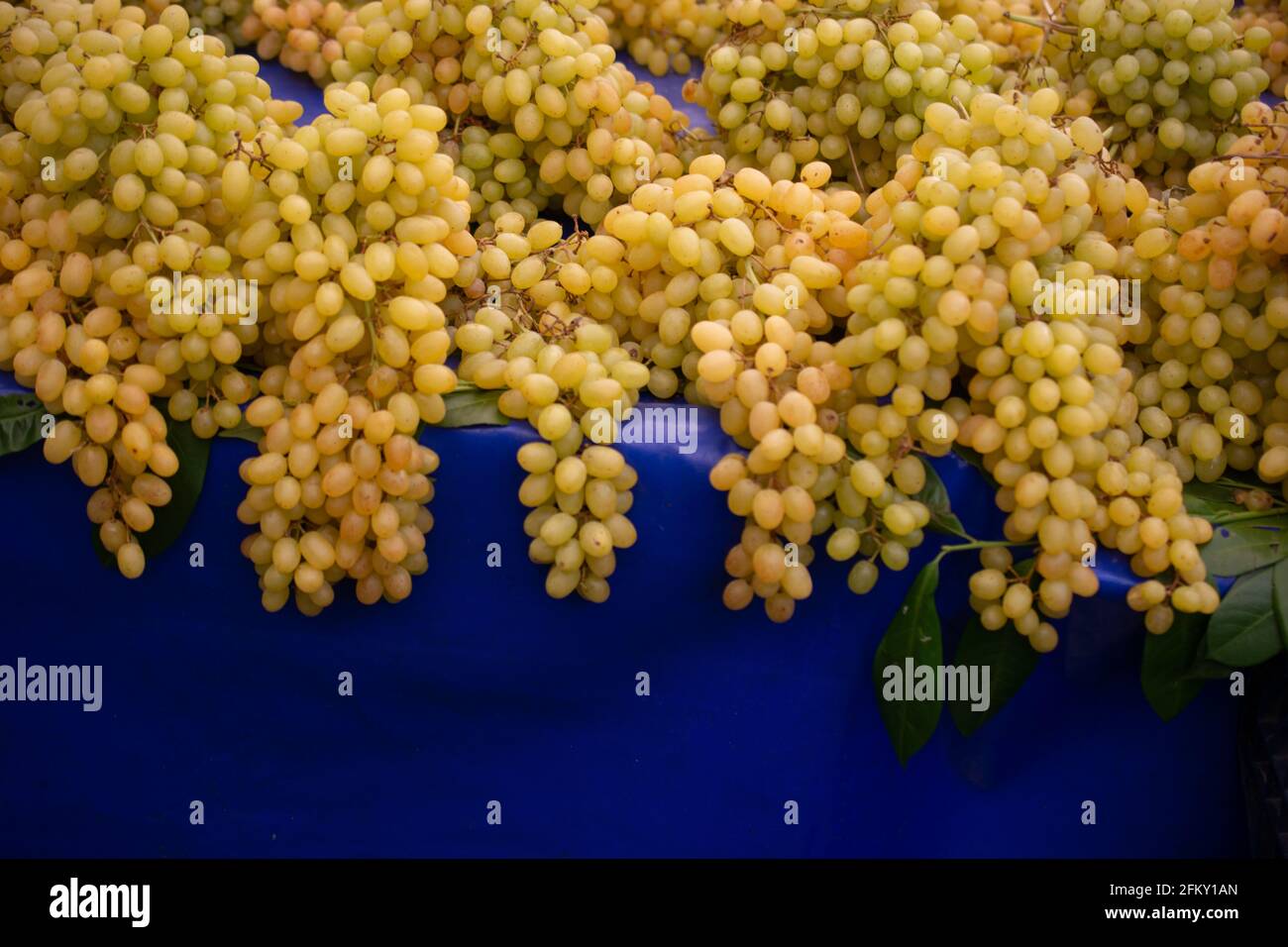 Fresh green Grapes suitable for juice, , grapes puree, compote, wine ...