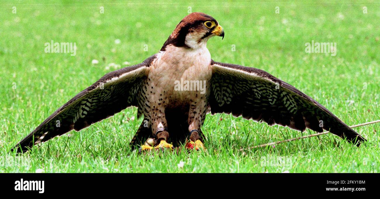 JAMIE THE LANNER FALCON BACK HUNTING AFTER BEING FITTED WITH CONTACT ...