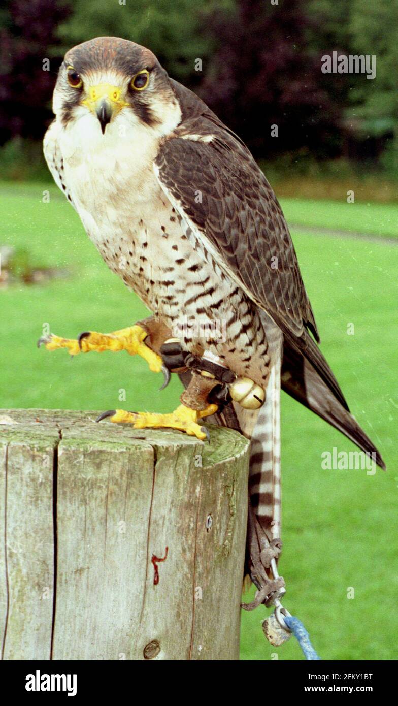 Weyhill hi-res stock photography and images - Alamy