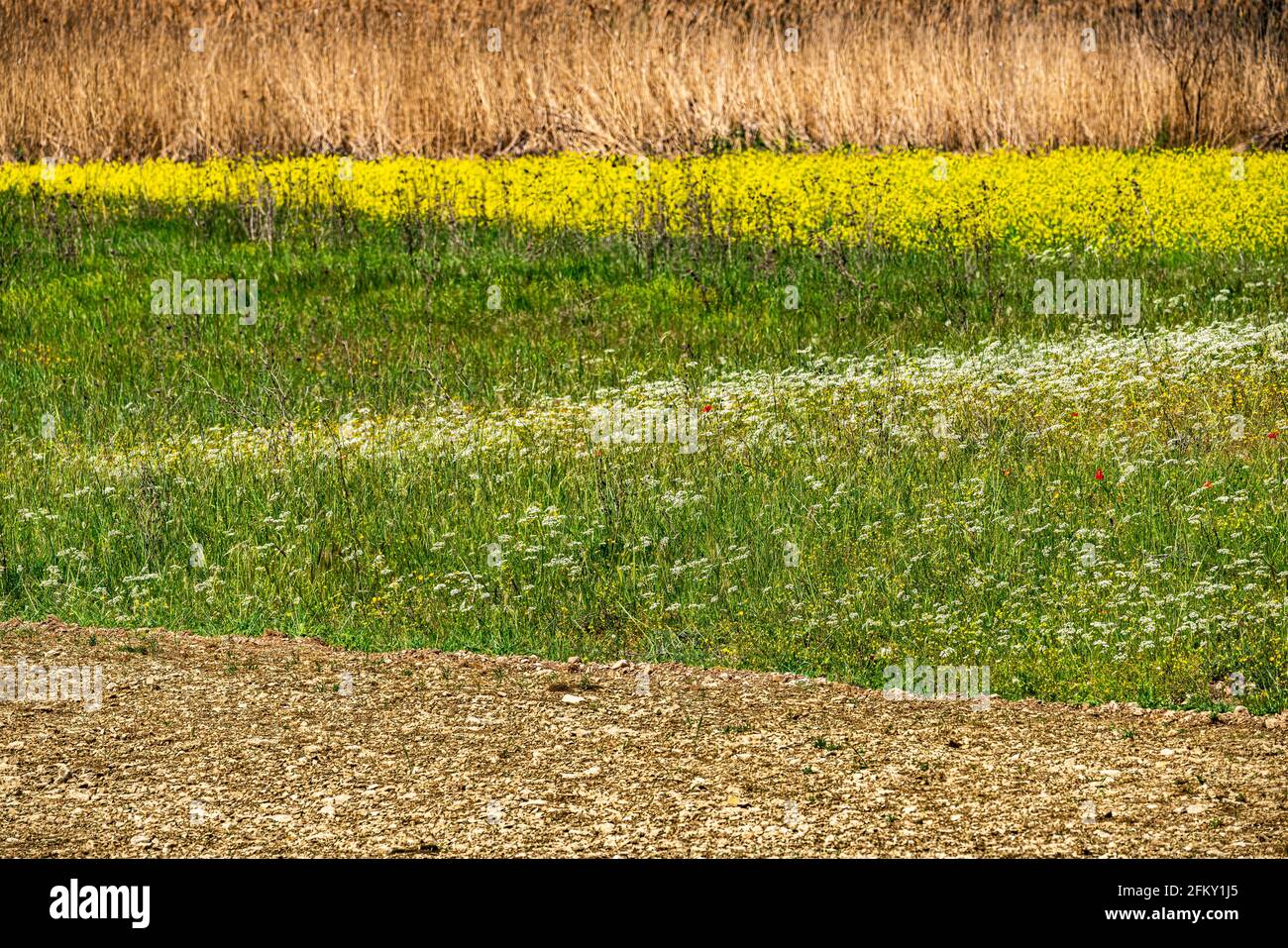 Meadow of different types of country flowers. Abruzzo, italy, europe ...