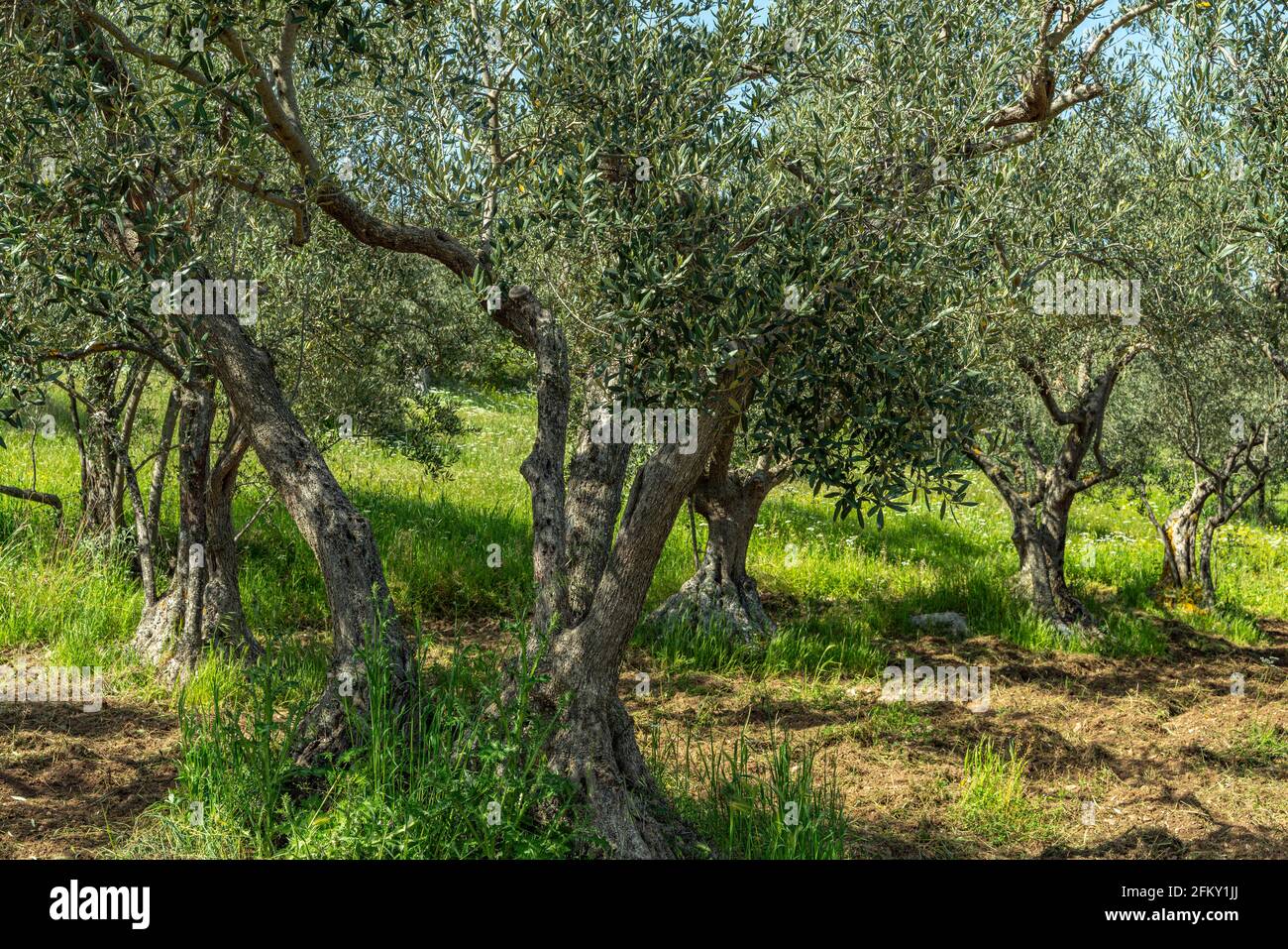 Big olive tree hi-res stock photography and images - Alamy