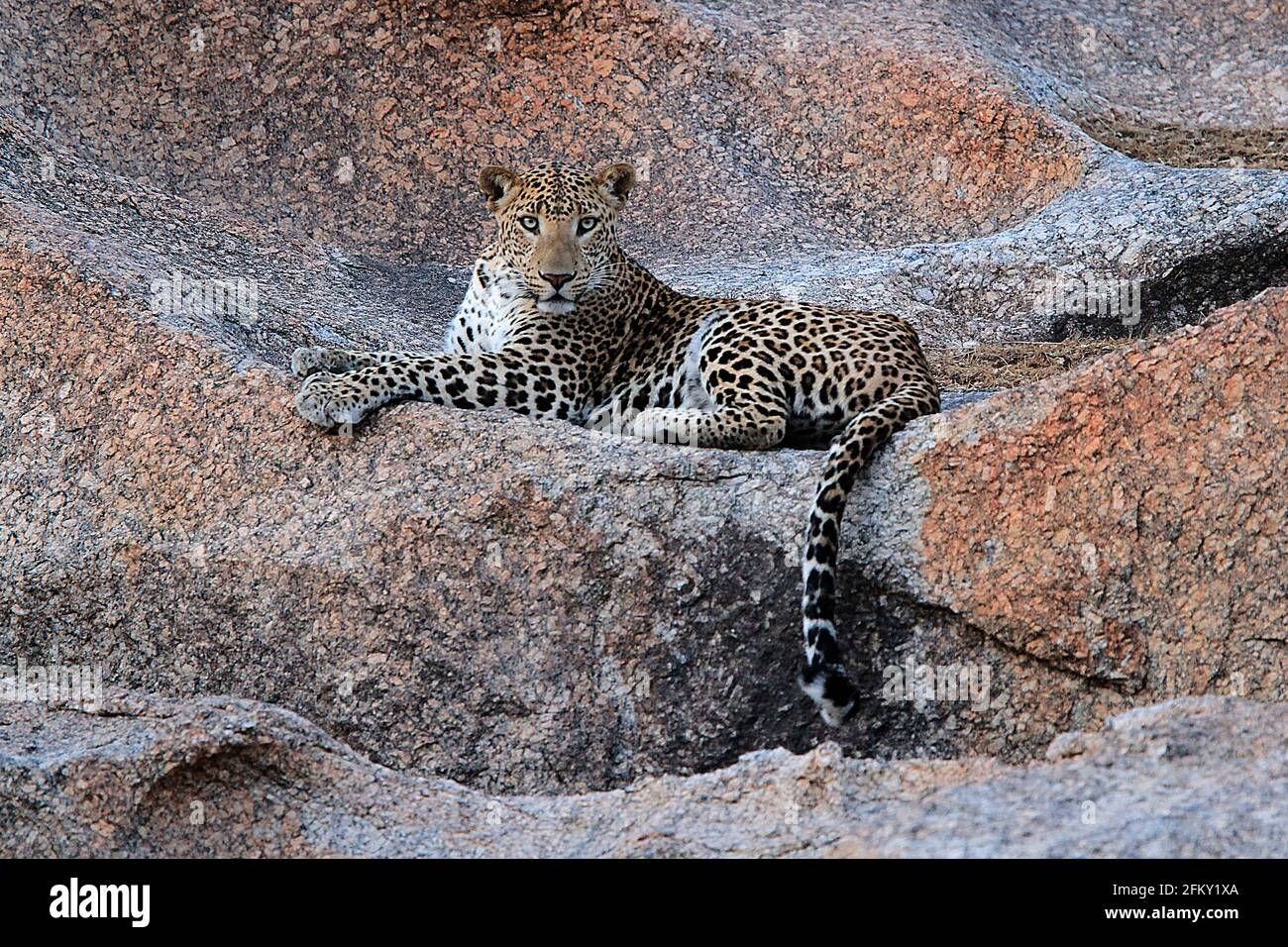 Leopard near Pali in India, close to Jawai Leopard Camp Stock Photo - Alamy