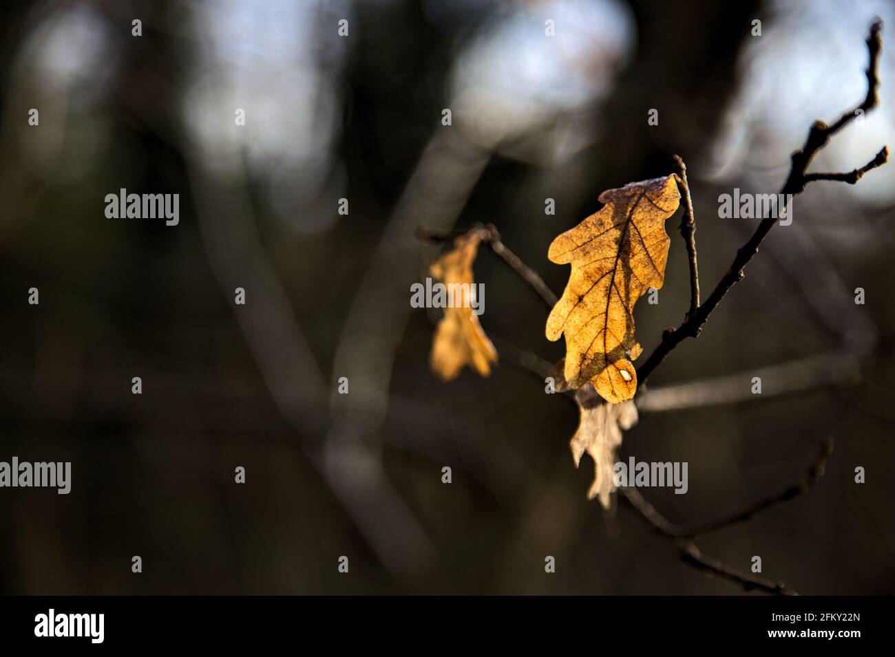 Withered leaves on a branch lit by the sun Stock Photo - Alamy