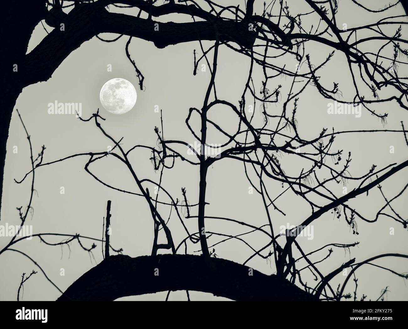 Full moon seen through the branches of a tree Stock Photo - Alamy