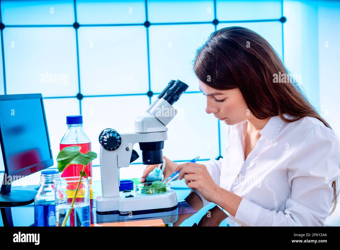 Young woman with microscope in GMO laboratory. Study of green plant of ...