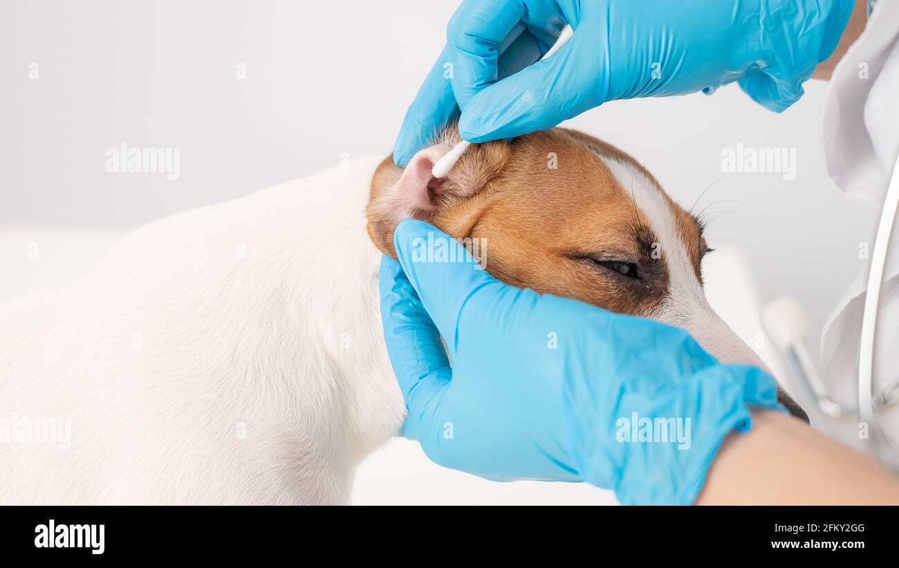 Vet cleans ears with a cotton swab to dog jack russell terrier on a ...