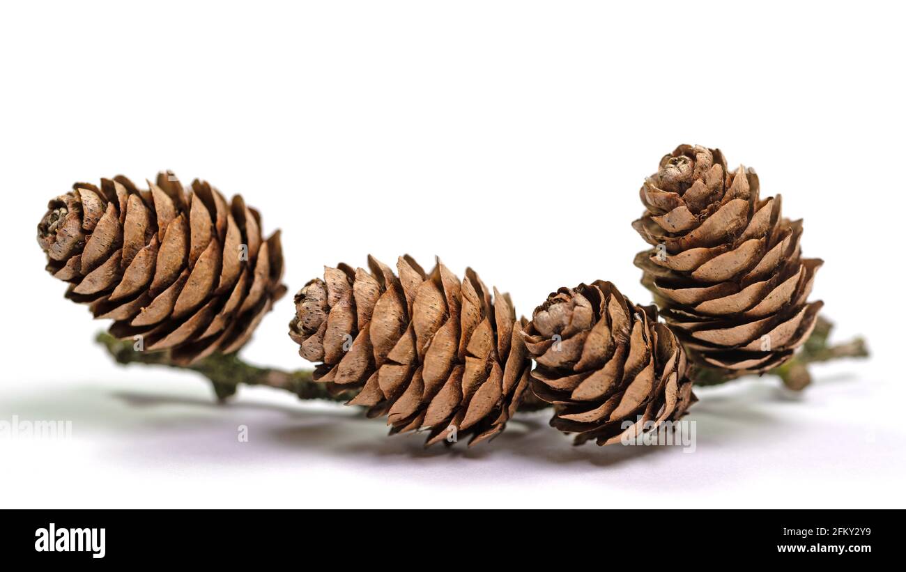 Ripe larch cones, Larix, against white background Stock Photo - Alamy
