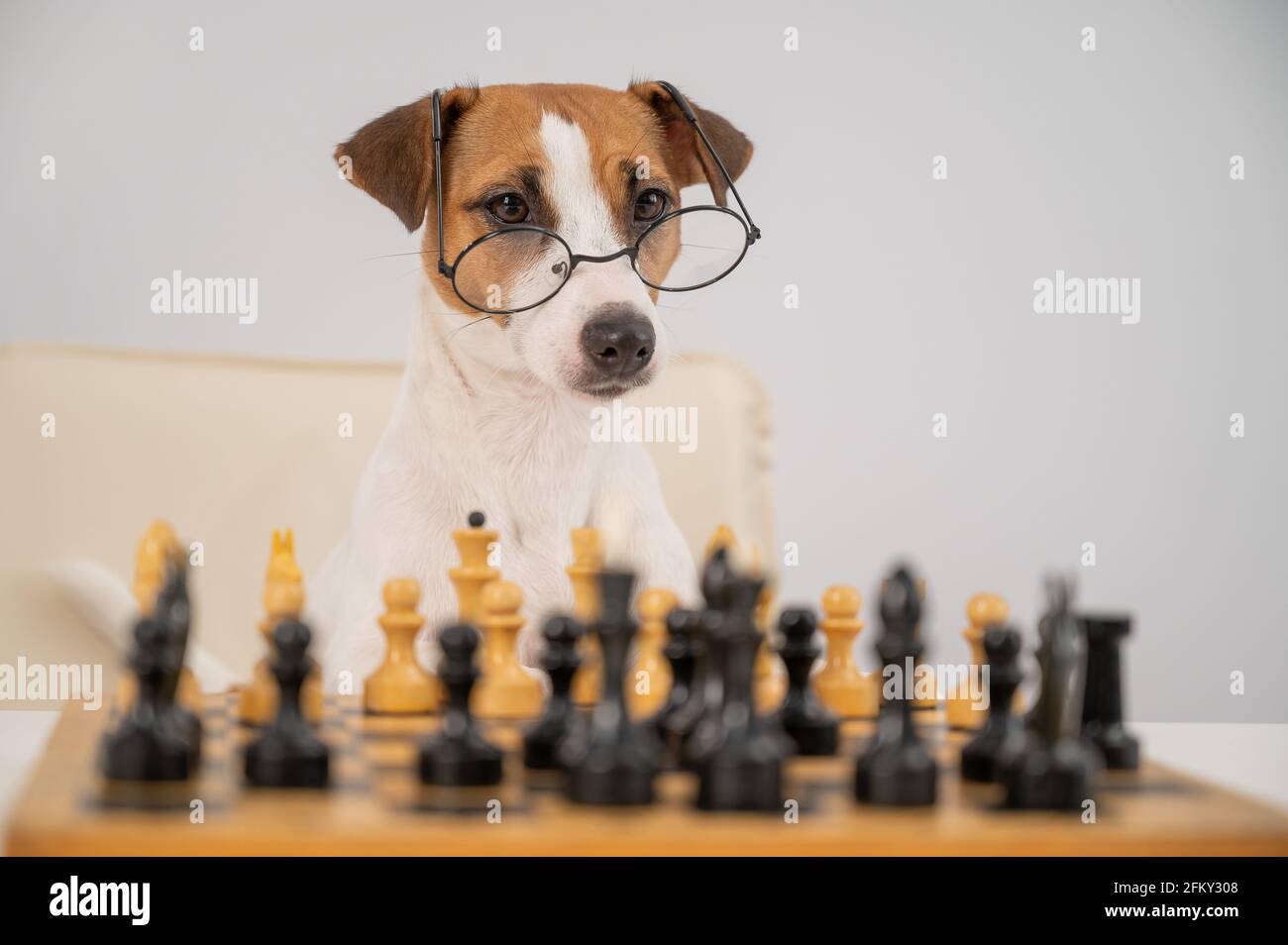 Smart dog jack russell terrier in glasses plays chess on a white ...