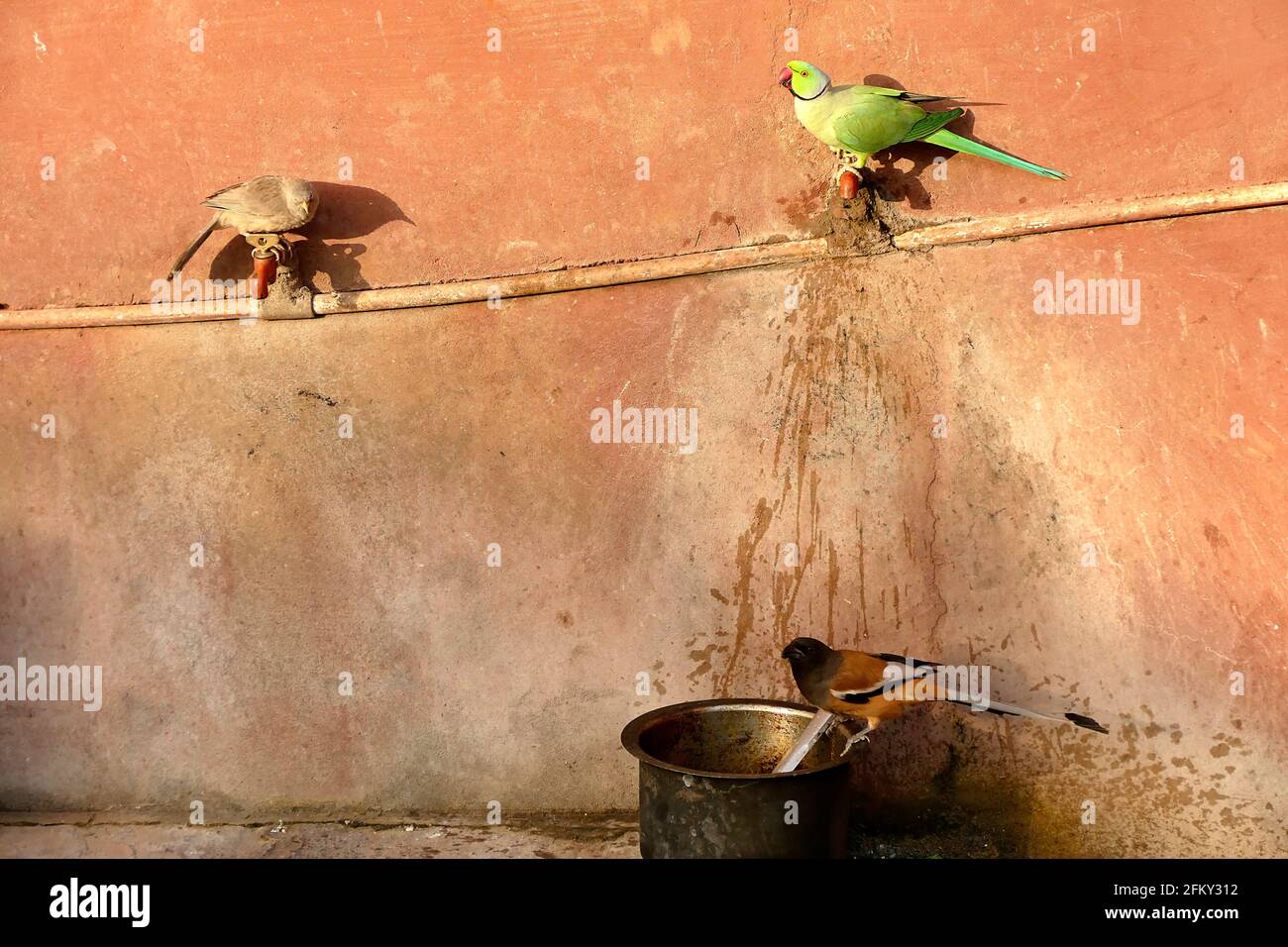 Treepies of india hi-res stock photography and images - Alamy