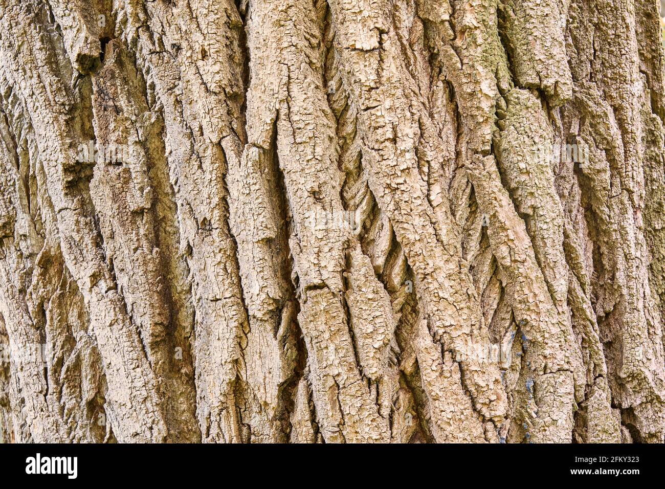 Wood texture cortex, bark tree background, natural pattern Stock Photo ...