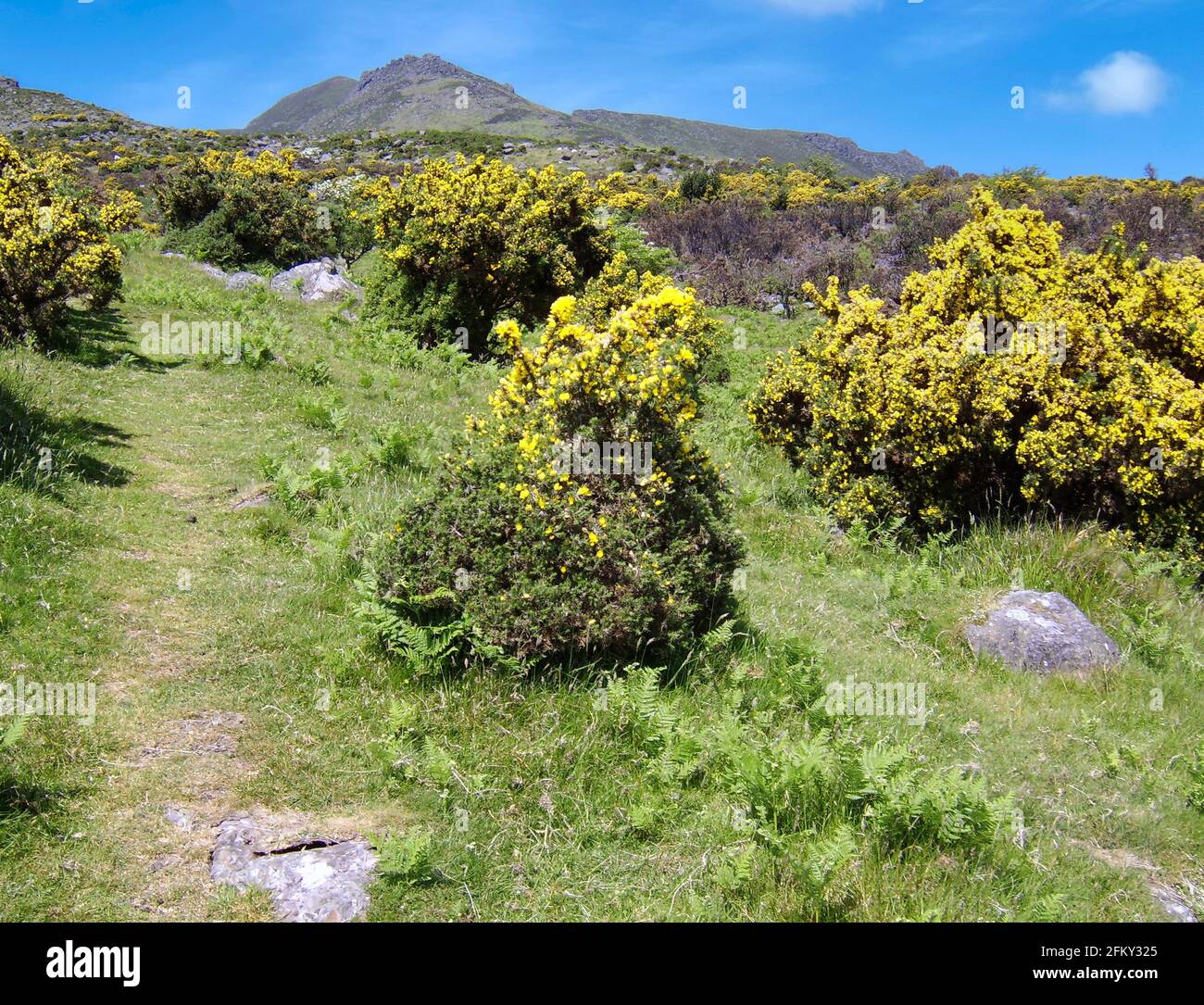 Gorse shrubs hi-res stock photography and images - Alamy