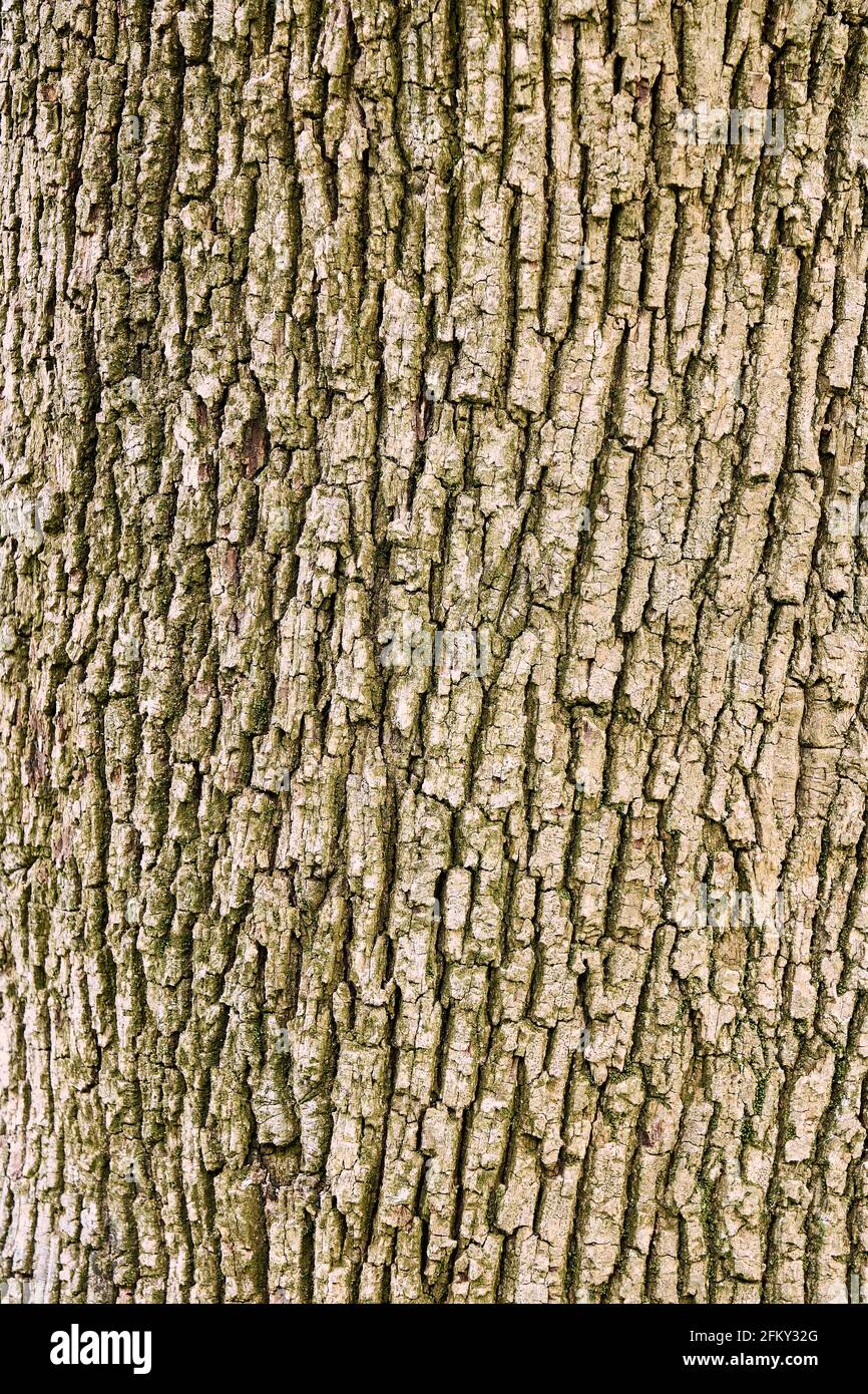 Wood texture cortex, bark tree background, natural pattern Stock Photo ...