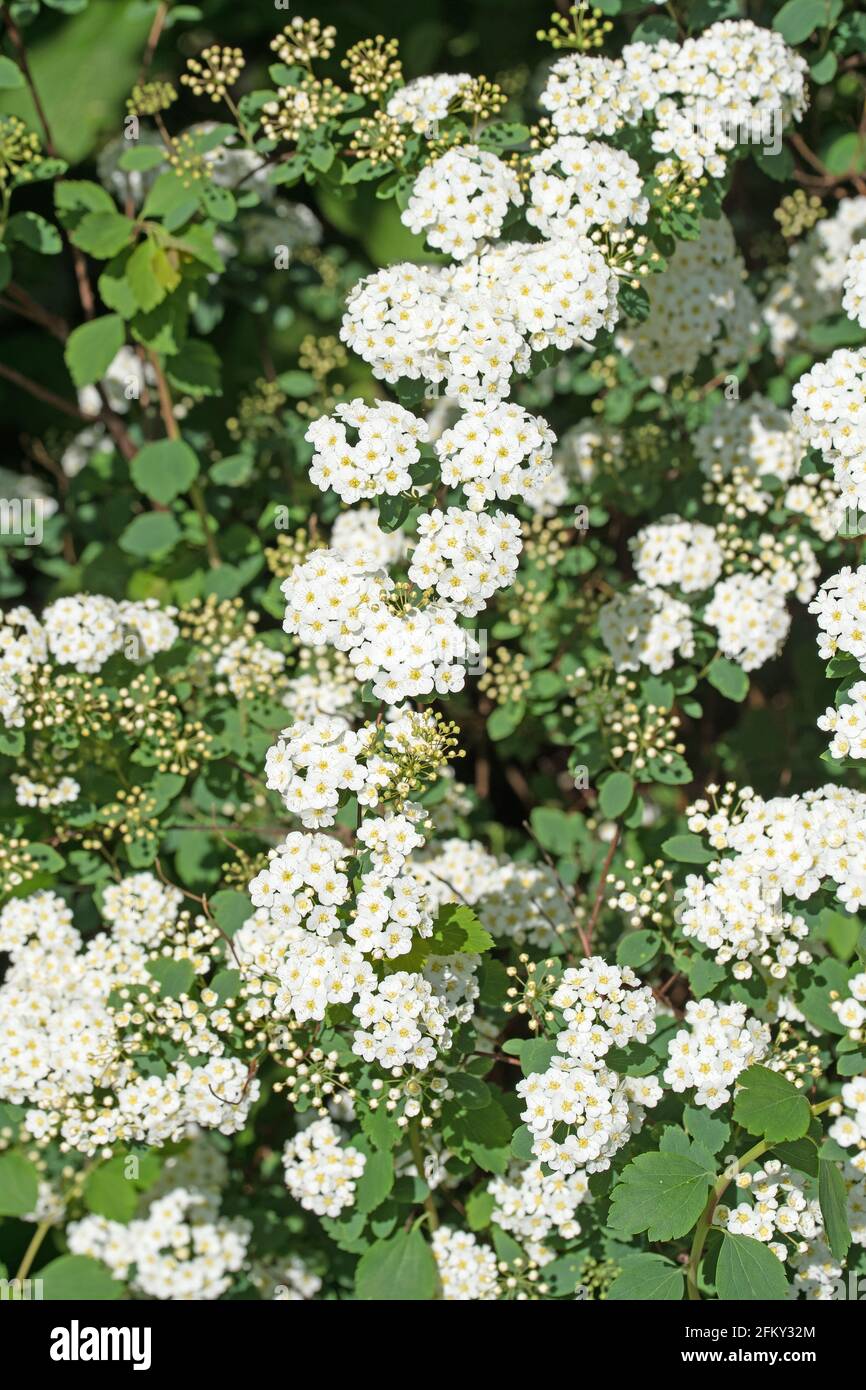 Blooming Spier shrub, spiraea, in spring Stock Photo - Alamy
