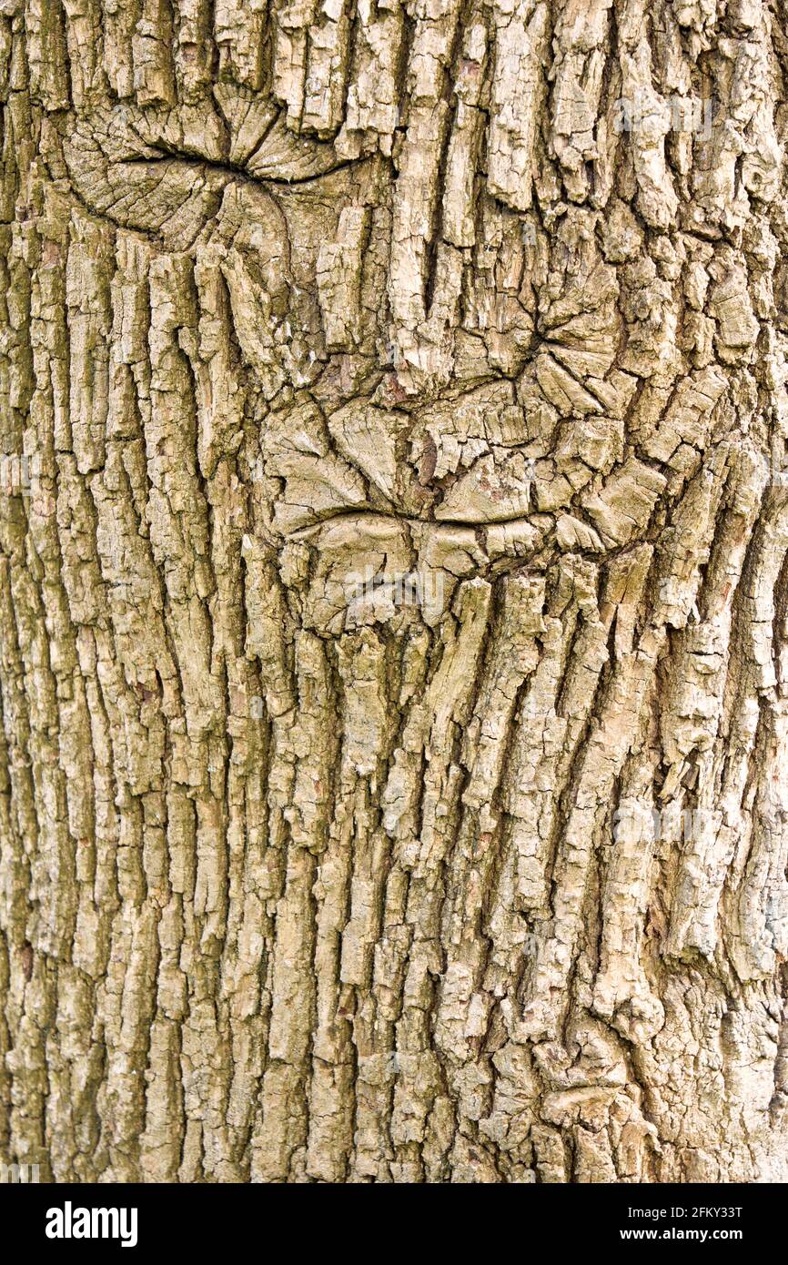 Wood texture cortex, bark tree background, natural pattern Stock Photo ...