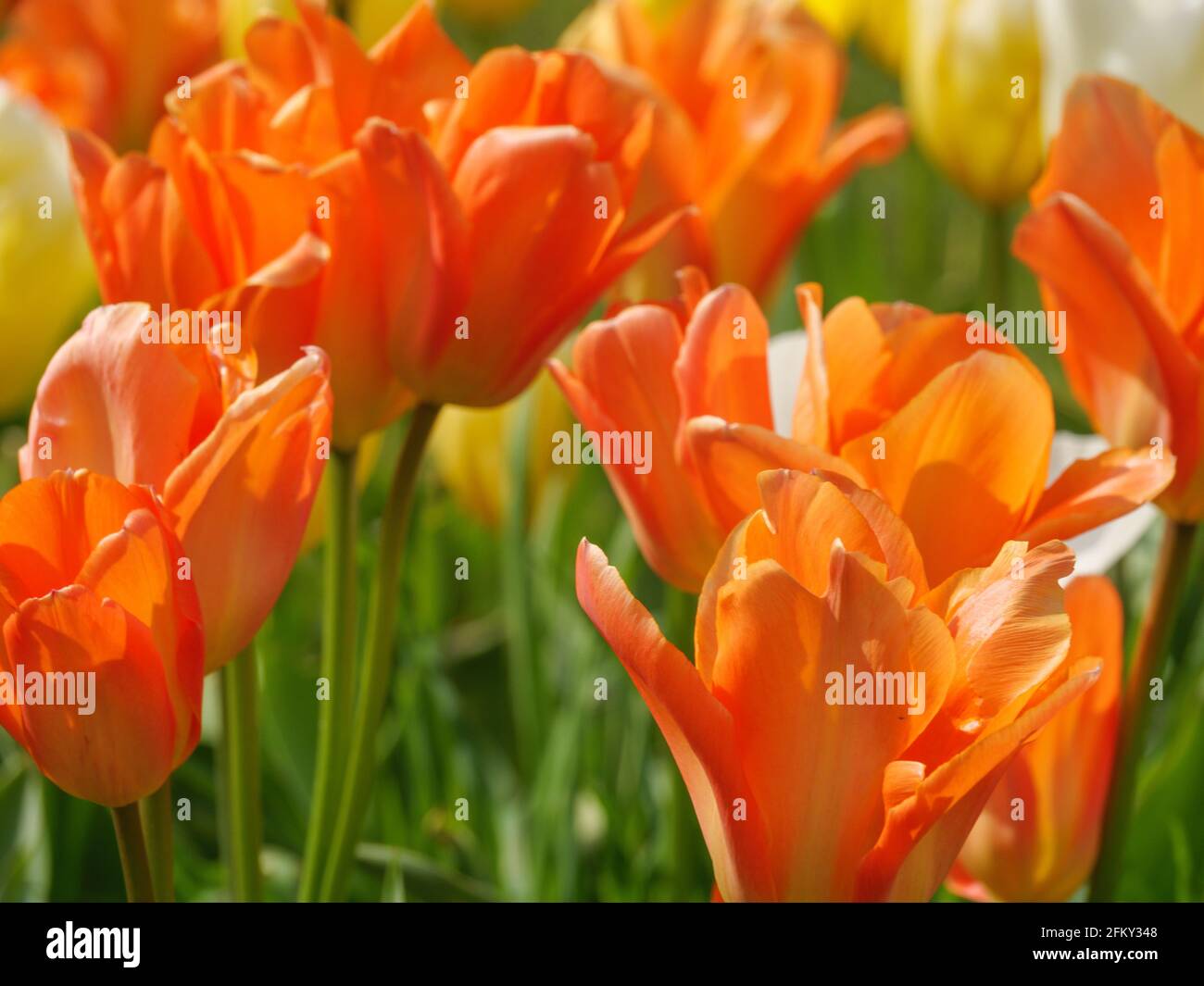 Spring time in the garden Stock Photo - Alamy