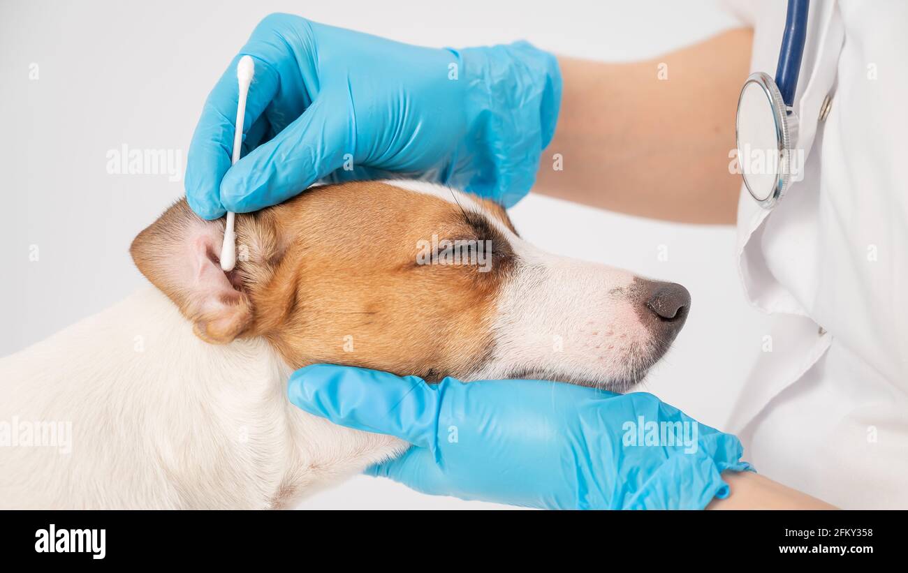 Vet cleans ears with a cotton swab to dog jack russell terrier on a ...