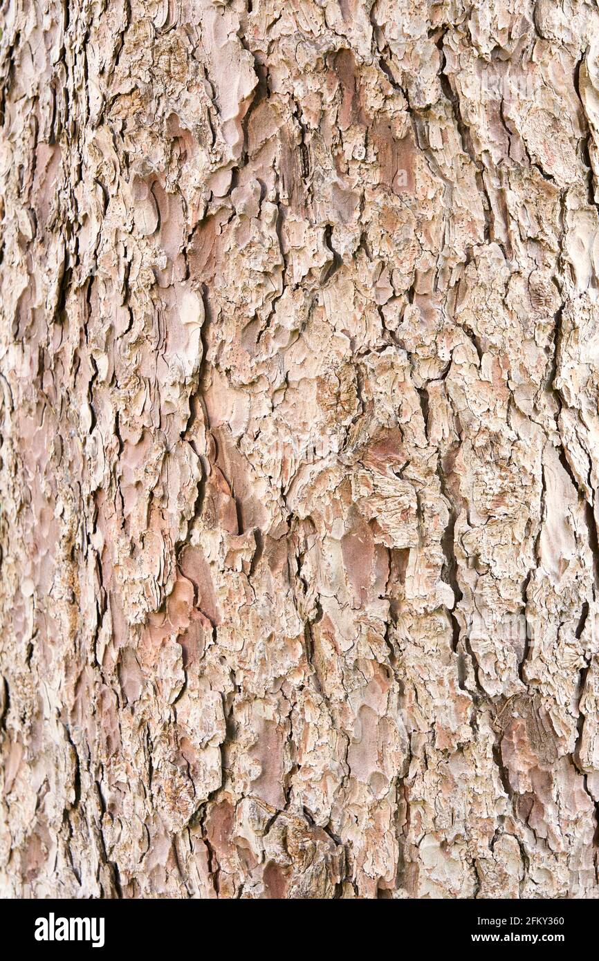 Wood texture cortex, bark tree background, natural pattern Stock Photo ...