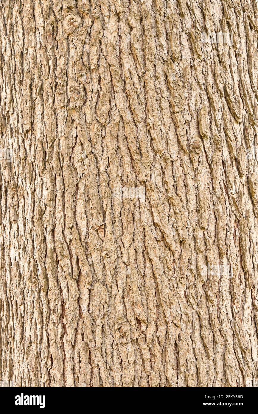 Wood texture cortex, bark tree background, natural pattern Stock Photo ...