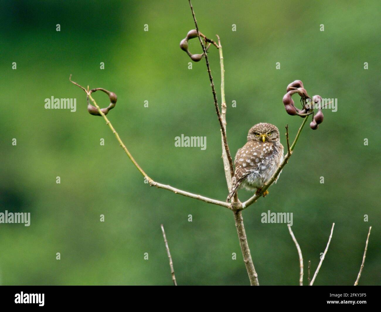 Closeup of Andean pygmy owl (Glaucidium jardinii) sitting in tree ...