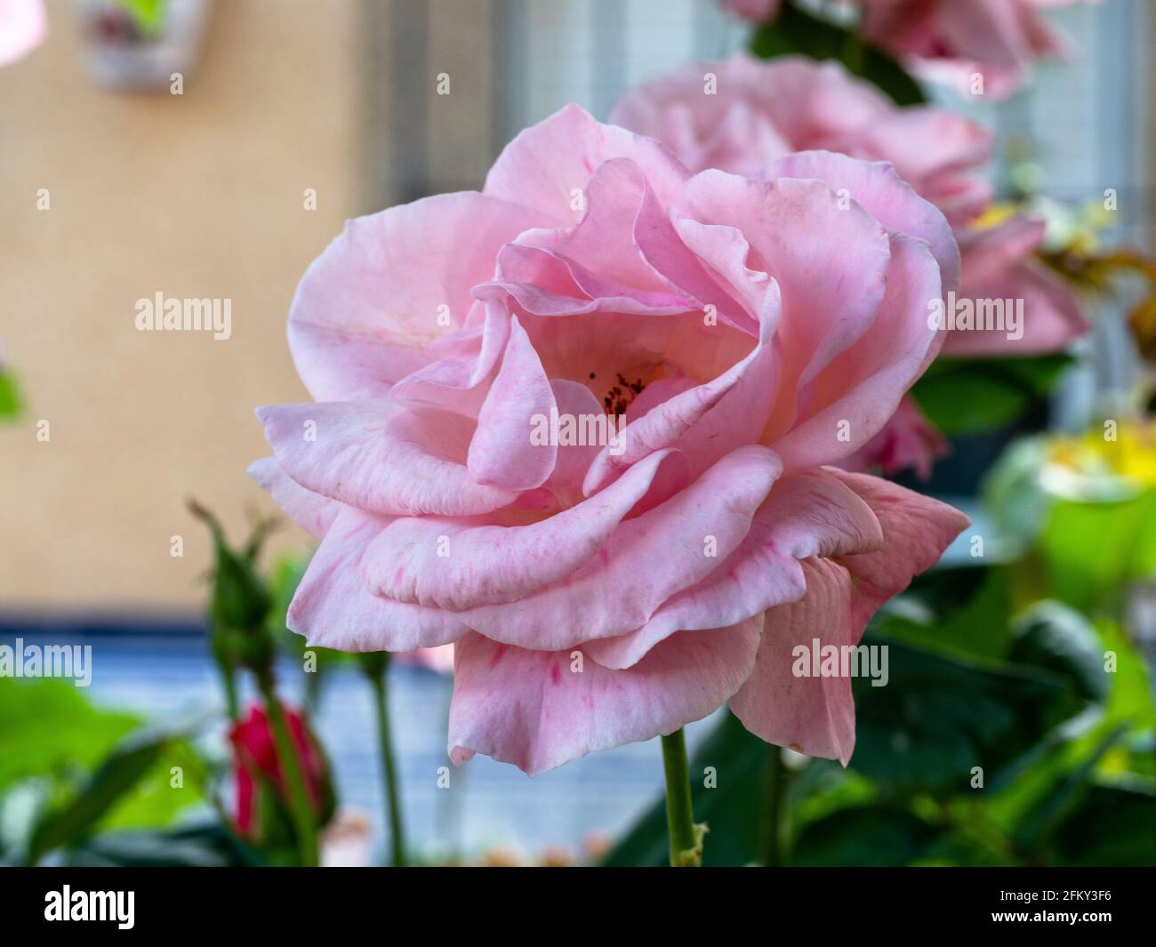 Selective focus shot of a blooming pink rose in the garden Stock Photo ...
