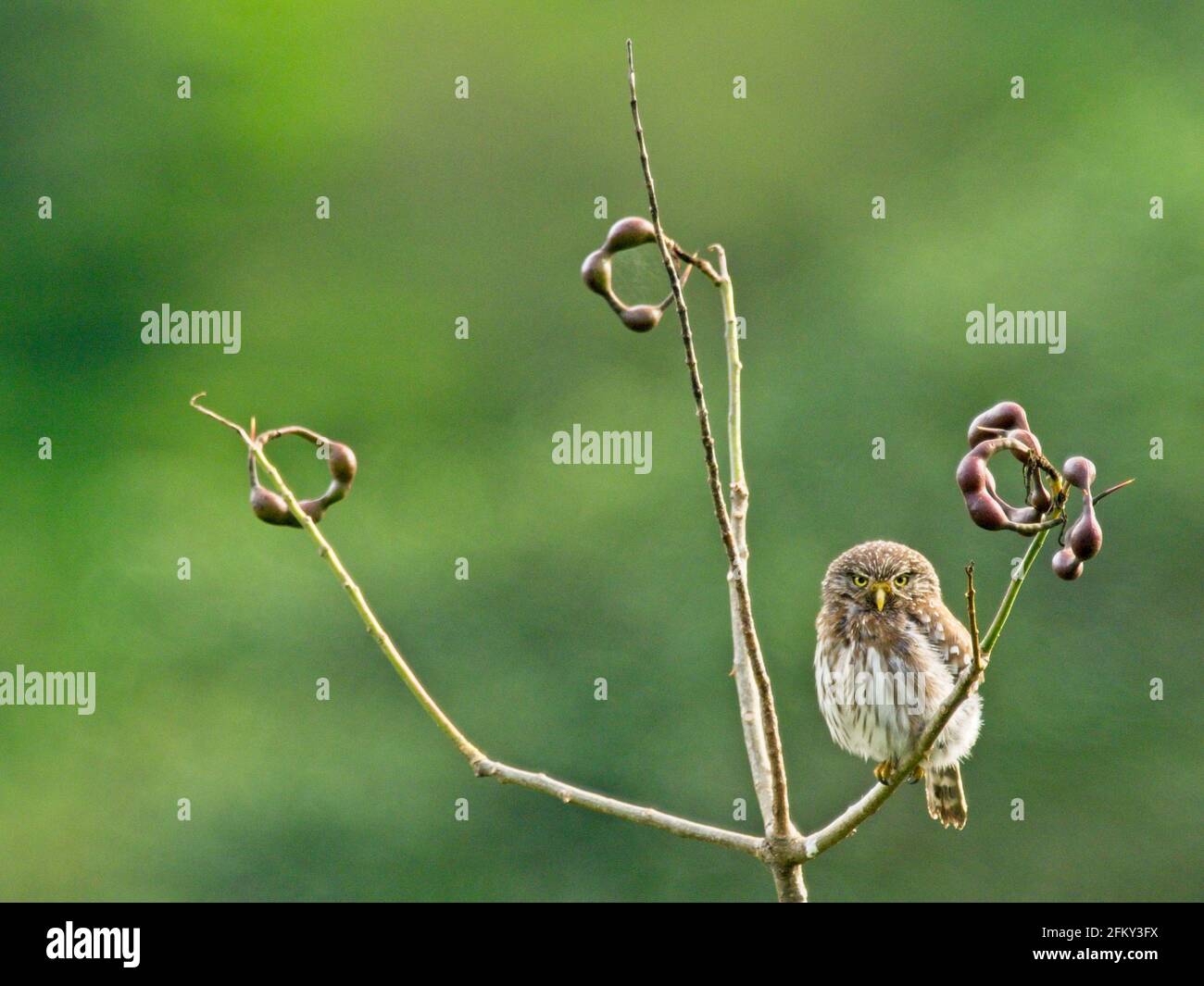 Closeup of Andean pygmy owl (Glaucidium jardinii) sitting in tree ...