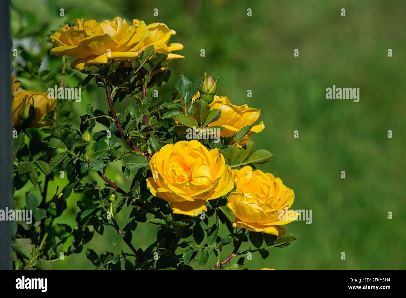 Flowers of a Persian yellow rose in the blurred natural background ...