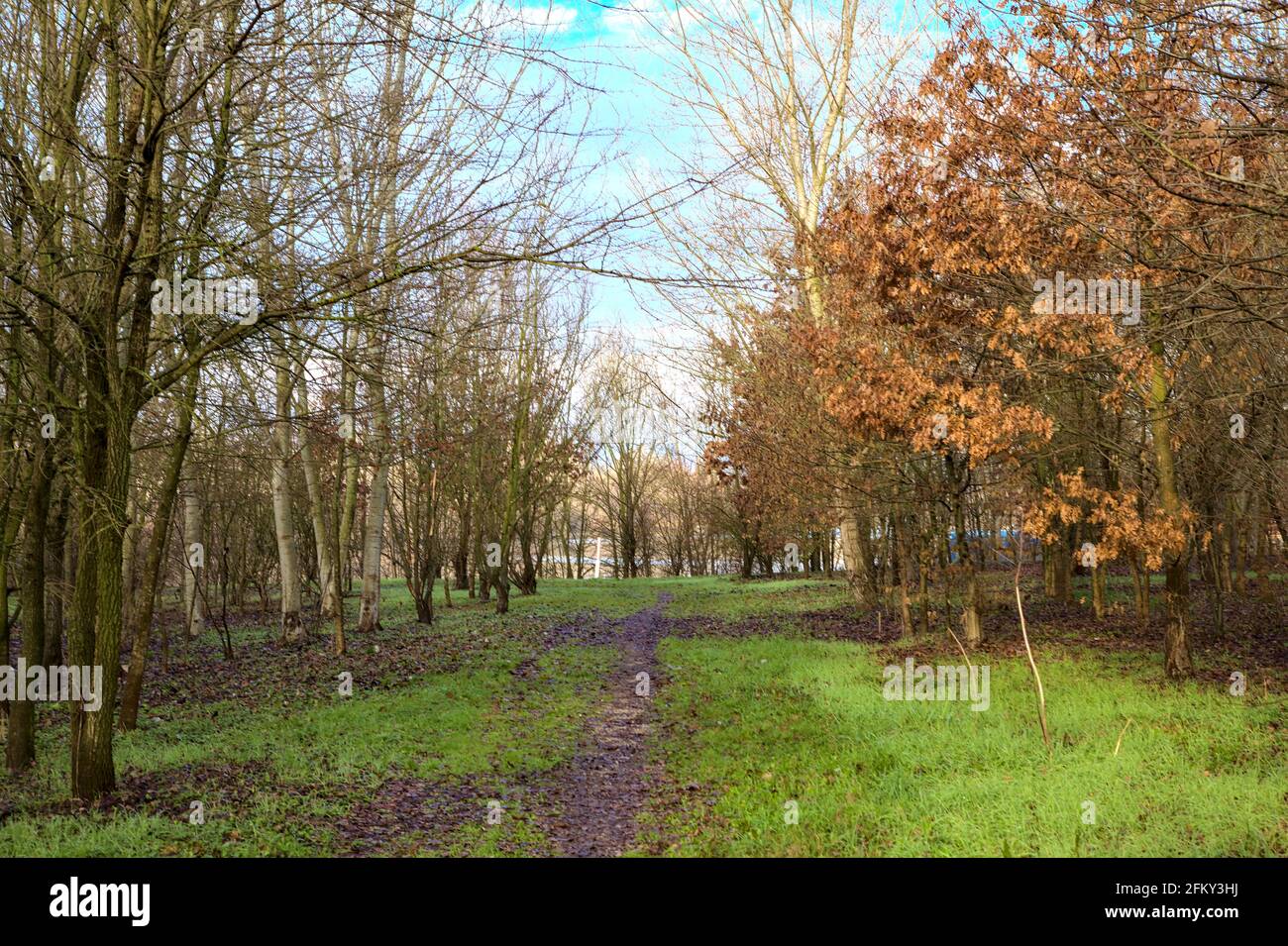 Path in a park in the italian countryside in winter Stock Photo - Alamy