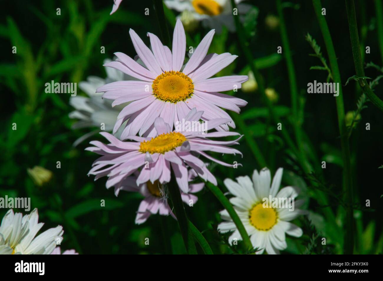 Closeup of cute daisy flowers growing in the garden Stock Photo - Alamy