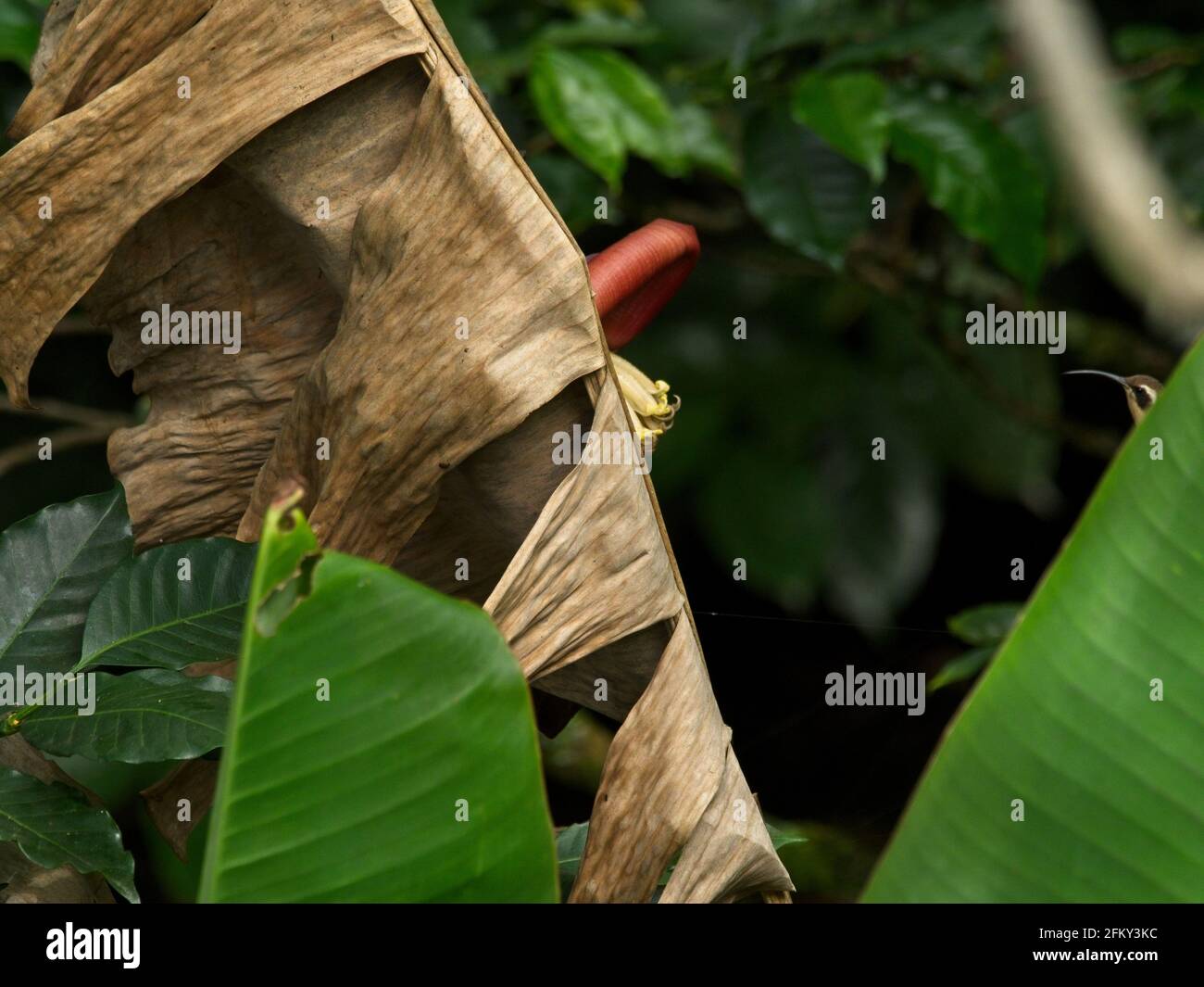 Closeup of hiding Hummingbird (Trochilidae) opposite banana leaf ...