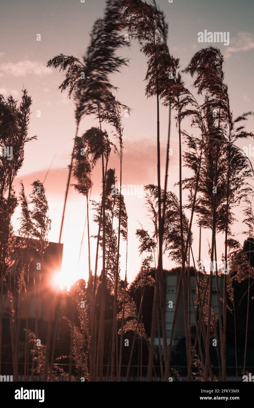 Vertical shot of silhouettes of thin tall trees during sunset Stock ...