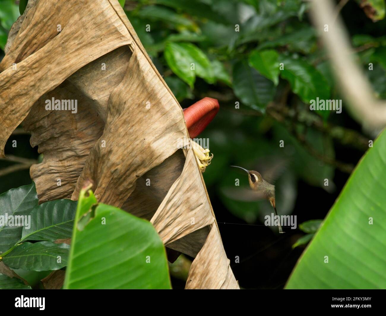 Closeup of Hummingbird (Trochilidae) hovering mid-flight opposite ...