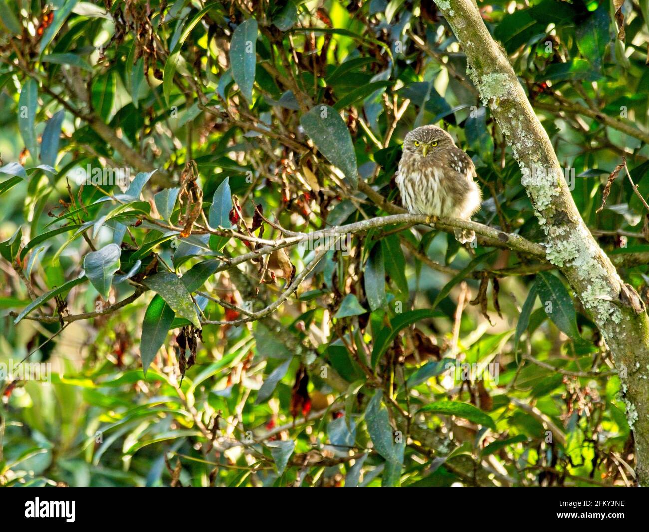 Closeup of Andean pygmy owl (Glaucidium jardinii) hiding in tree ...
