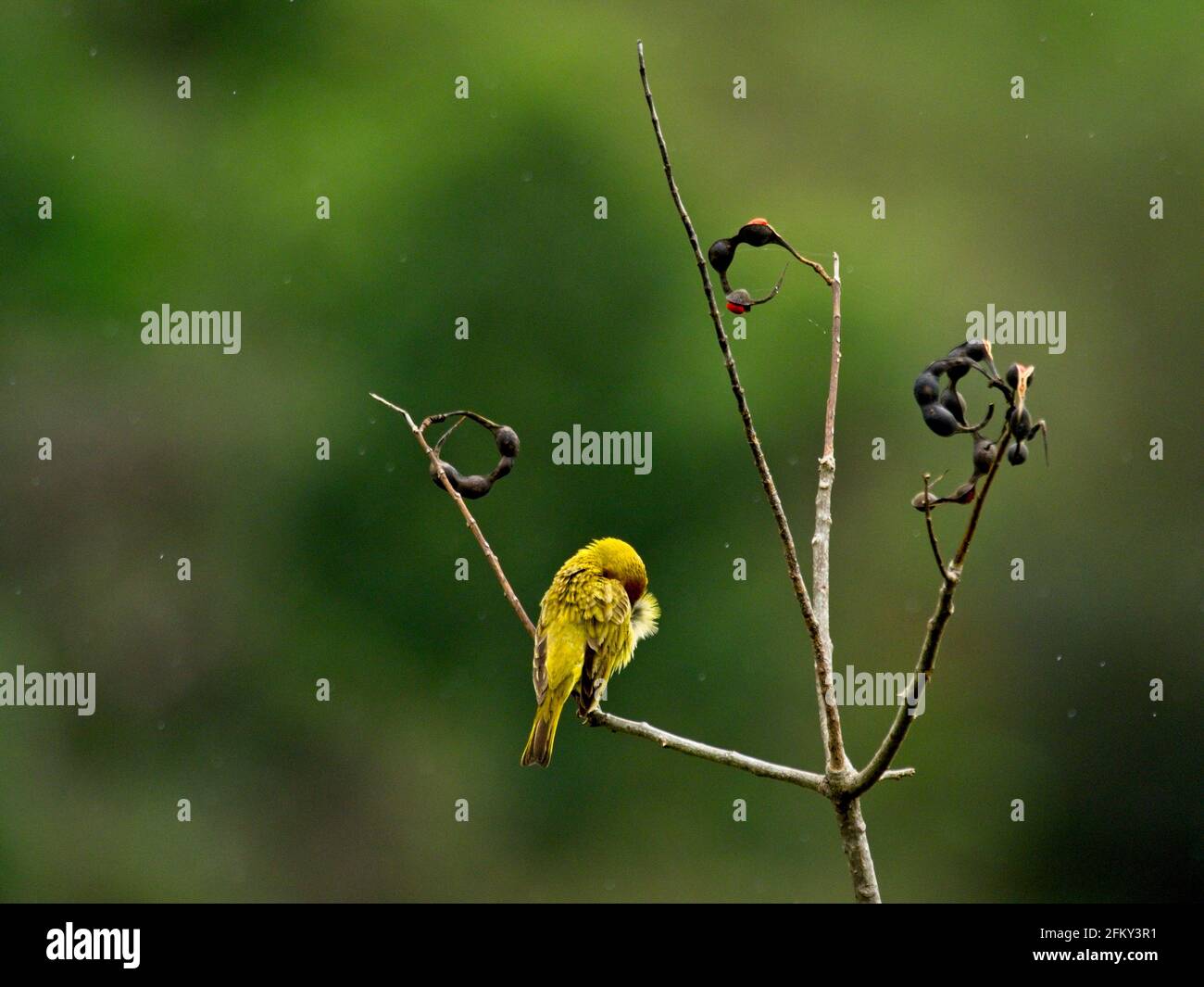 Yellow warbler (Setophaga petechia) sitting in tree hiding head from ...