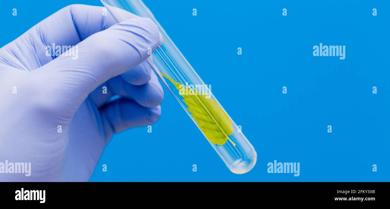 Examination of the leaf of a green plant in a microbiological ...
