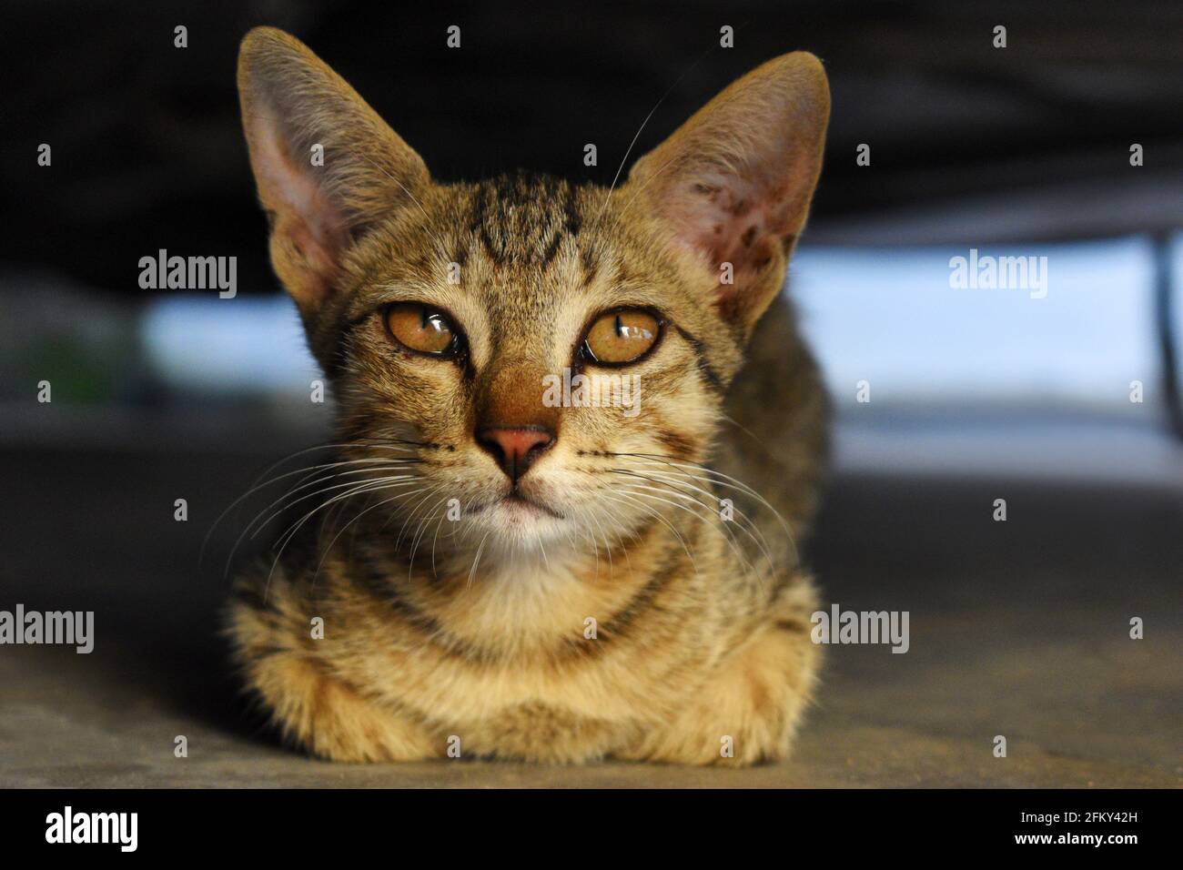 Close up beautiful kitten hi-res stock photography and images - Alamy
