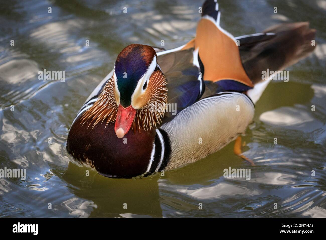 Aggressive duck hi-res stock photography and images - Alamy