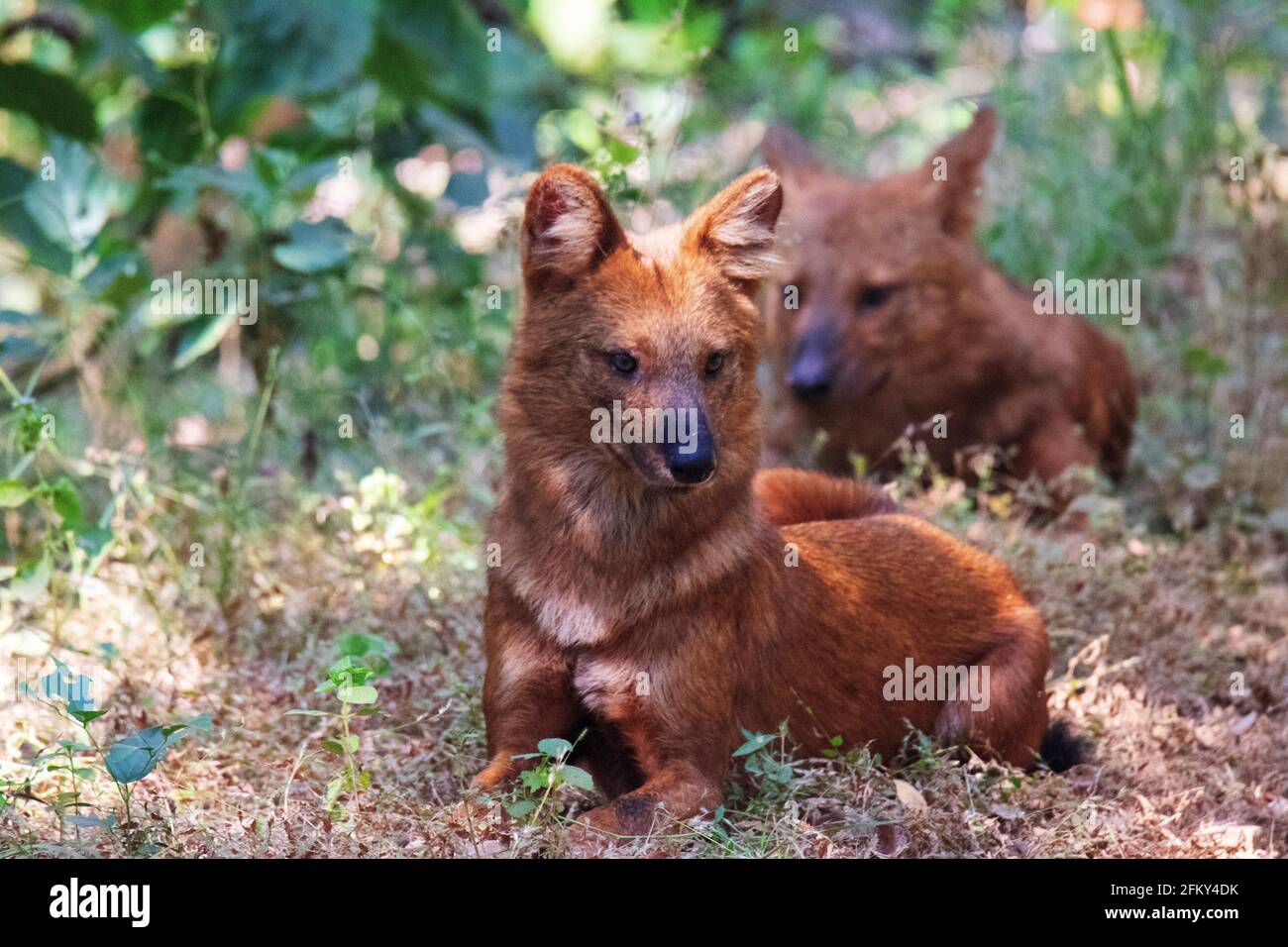 The Dholes, Cuon alpinus, Indian Wild dogs, Nagzira wildlife sanctuary ...
