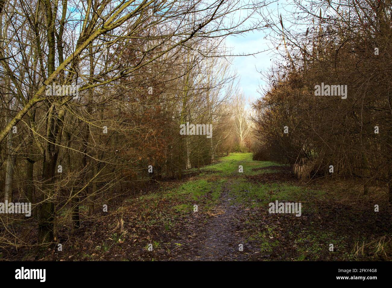 Path in grove in the italian countryside Stock Photo - Alamy
