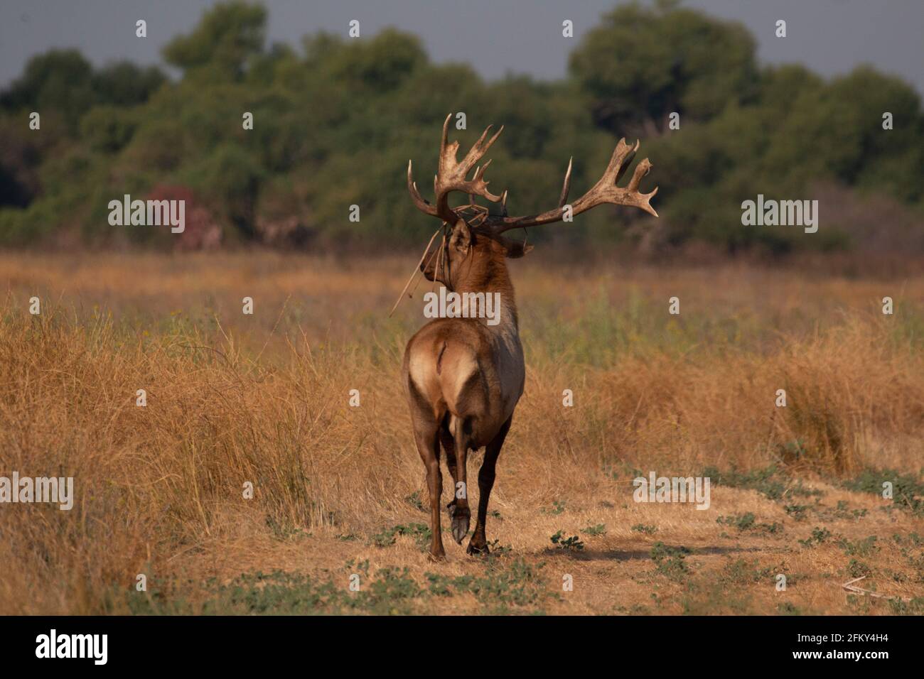 Tule Elk Bull, Cervus canadensis nannodes, non-typical antlers, rutting ...