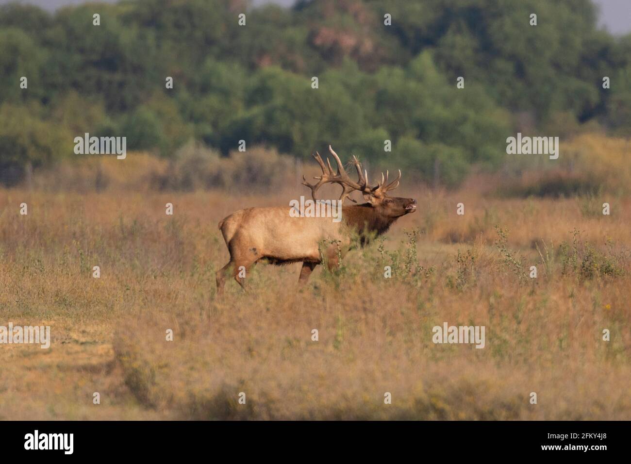 Tule Elk Bull during rutting season, Cervus canadensis nannodes, San ...