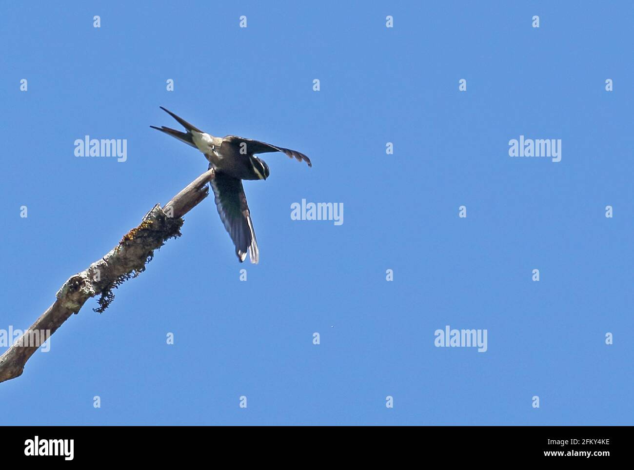 Whiskered Treeswift (Hemiprocne comata comata) adult taking off from ...