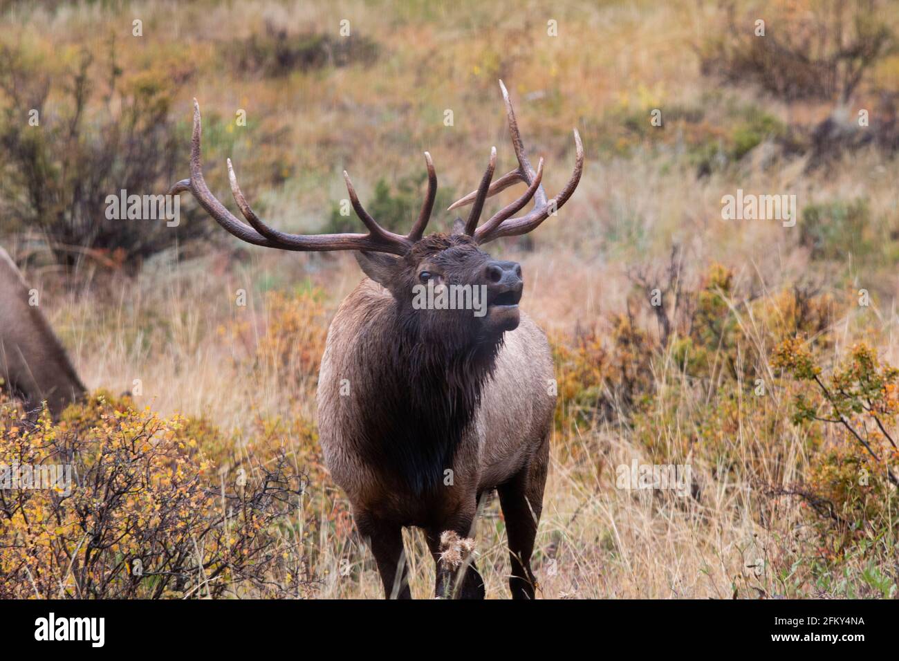 Bull elk in rocky mountain hi-res stock photography and images - Alamy