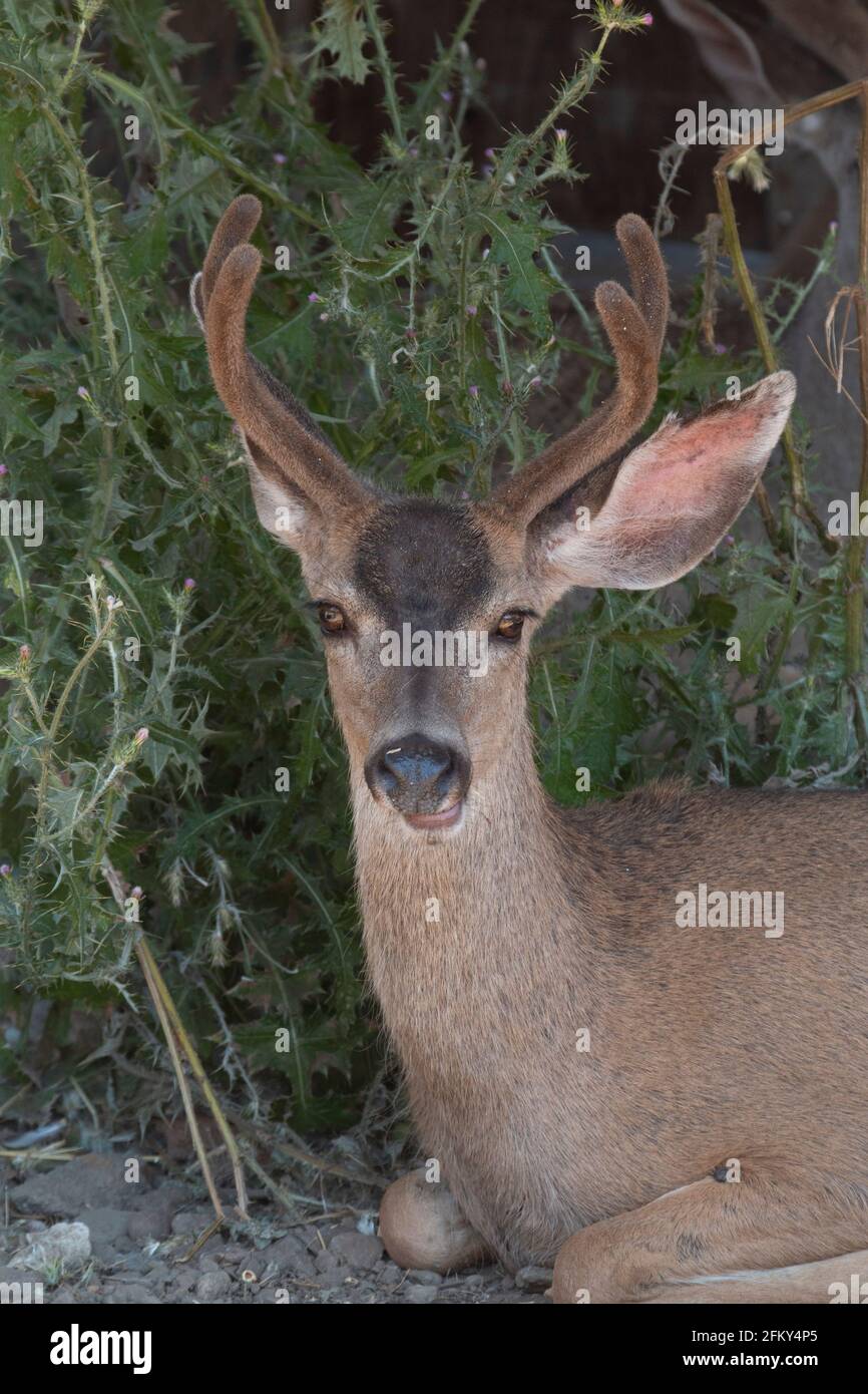 Blacktail Deer Range