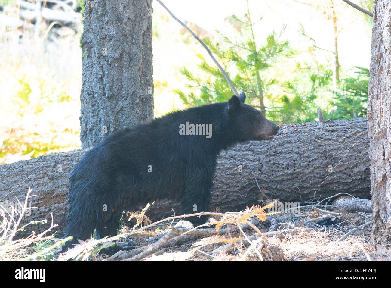Black Bear adult, Ursus americana, ear-tag identification, Sierra ...
