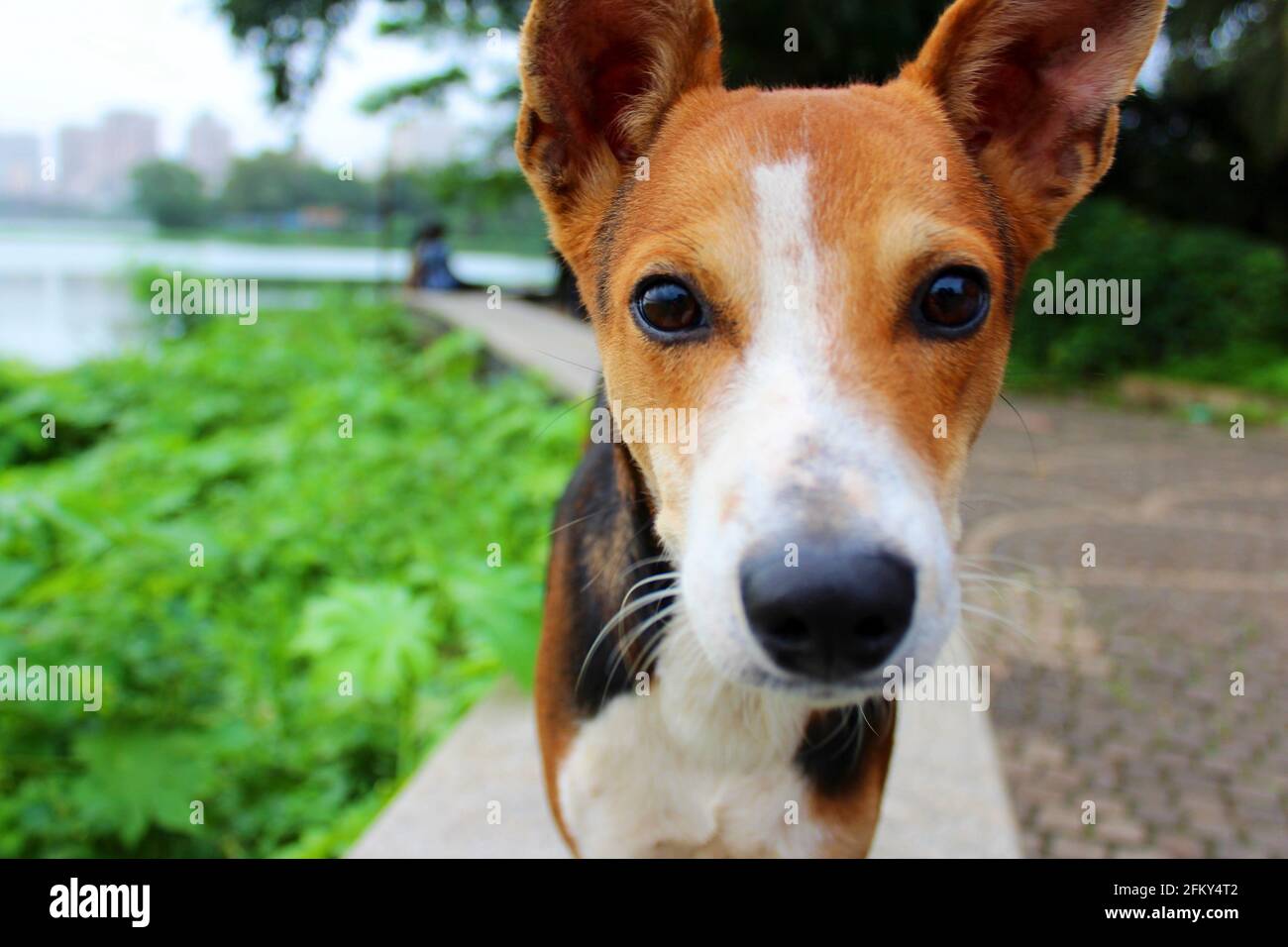 Dog looking at camera close-up portrait, Mumbai, India Stock Photo - Alamy