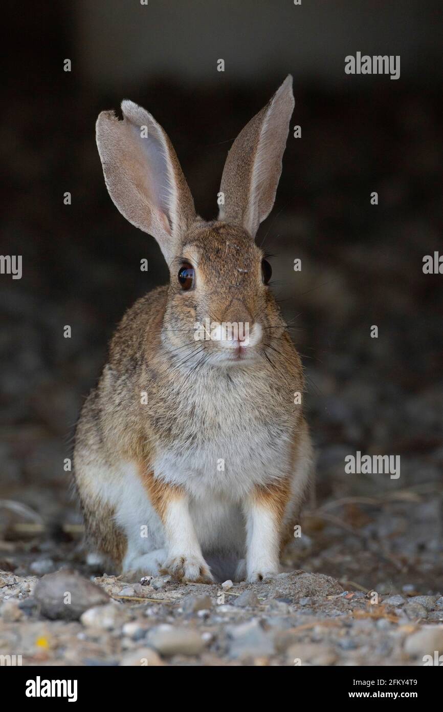 Desert Cottontail on alert, Sylvilagus auduboni, rabbit, mammal, San ...