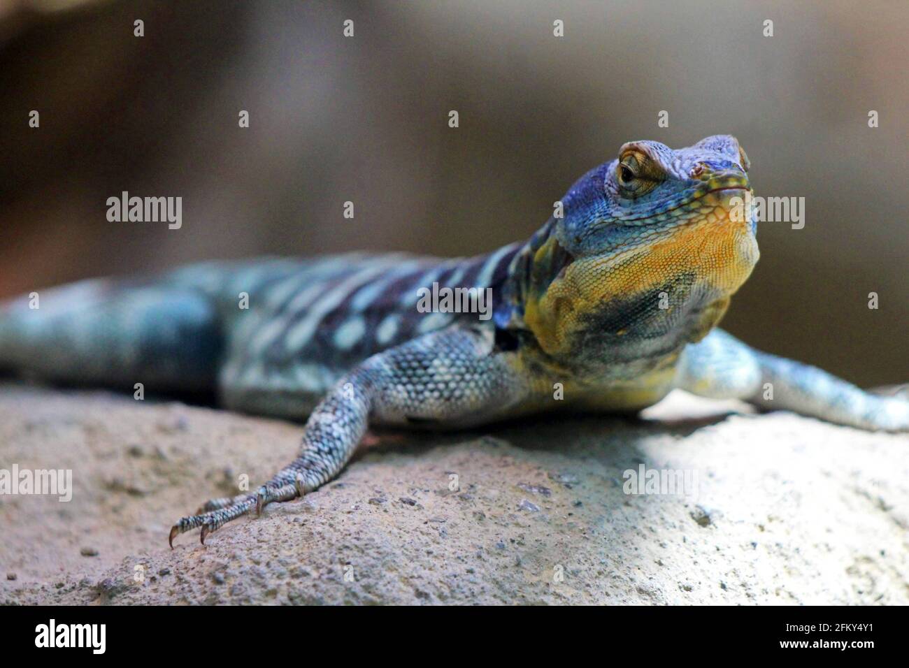 Baja Blue Rock Lizard, Petrosaurus thalassinus a species of large ...