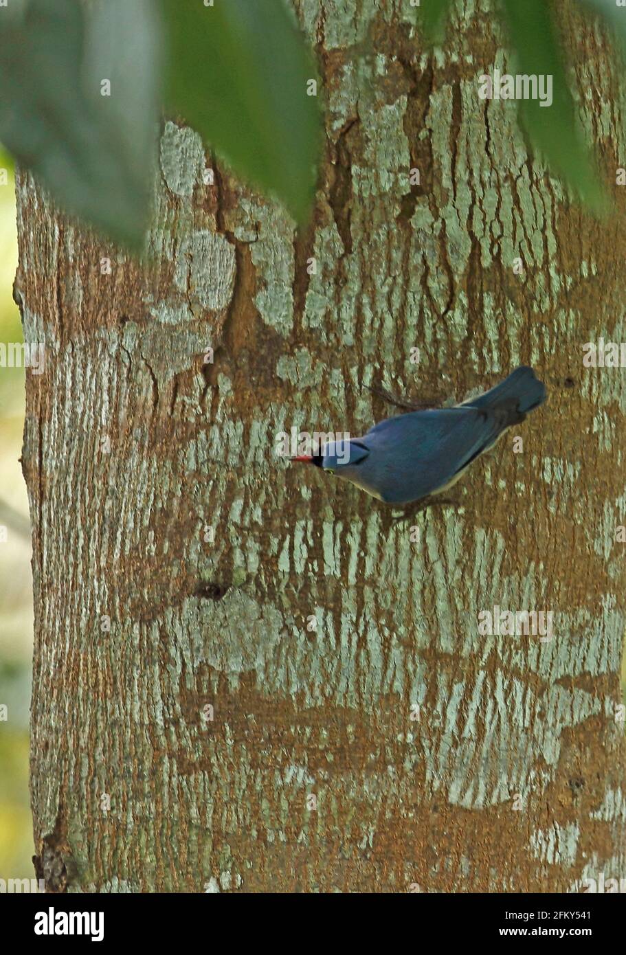 Saturatior hi-res stock photography and images - Alamy